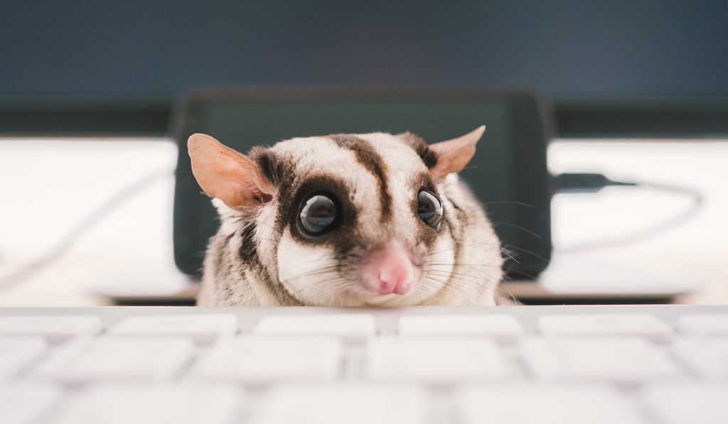 آموزش جامع الگوریتم موش کور [Possum Algorithm] - آکادمی وندو